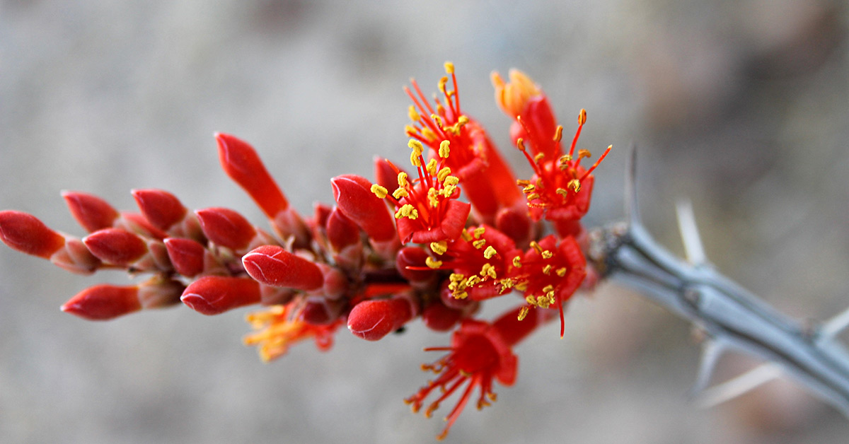 Easy Tips To Keep Your Flower Arrangements Fresh - Botanique Flowers by ...