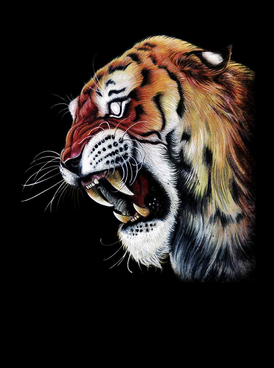Tiger's Head - Multicolor on Black Men's Pullover Hoodie - Curbside ...