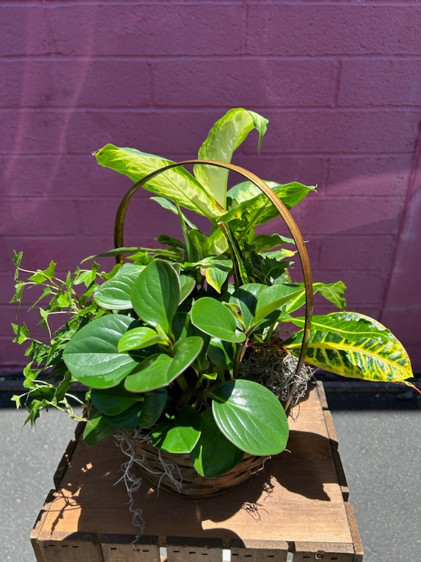 Plants Delivery Mesa | Plant Delivery Service AZ | Potted Plant ...