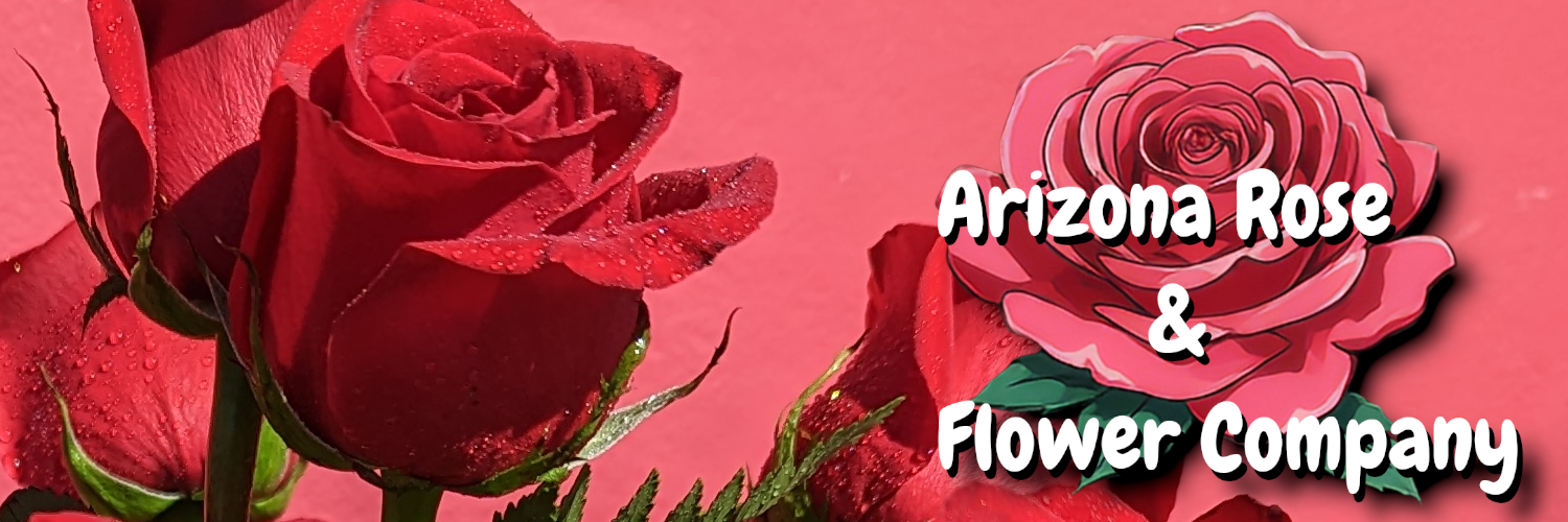 Find Your Poinsettia And Brighten Your Holiday Decor - Arizona Rose ...