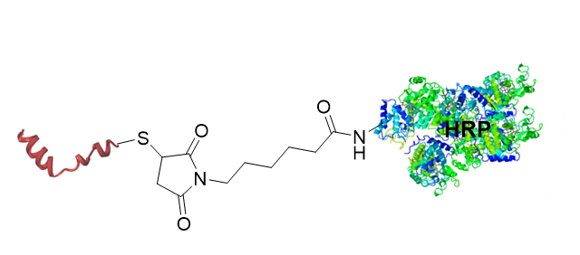 HRP-peptide cojugation kits