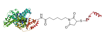 BSA-Peptide Conjugation Kit