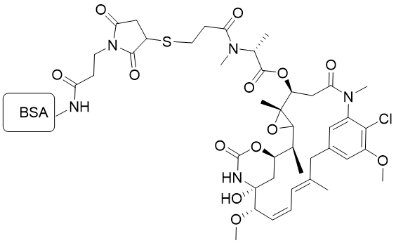 BSA-DM1 conjugate