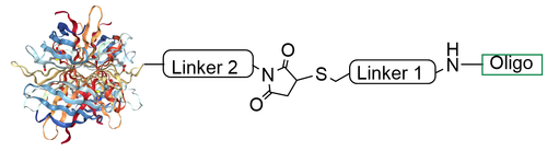 Biotin and Streptavidin/Avidin - CellMosaic