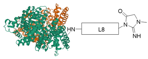 BSA-MMAE Conjugate (with VC-PAB Linker)