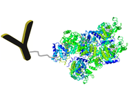 HRP-Antibody Conjugation Kits