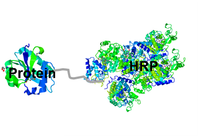 HRP-Protein