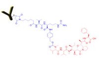 ADC Control hIgG1-MMAF conjugate with VC-PAB Linker