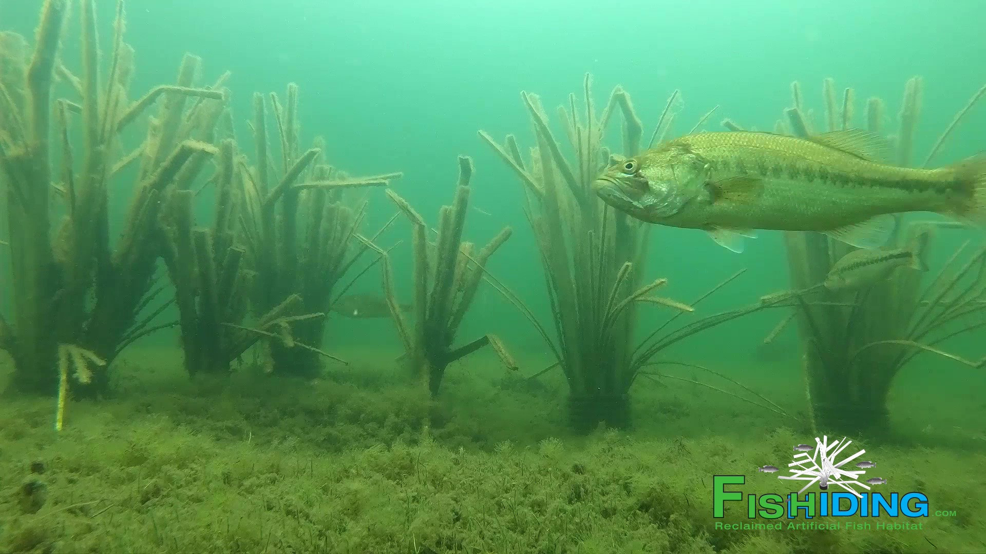 The Bunker Transition Fish Habitat - Fishing Bunker | Fishiding