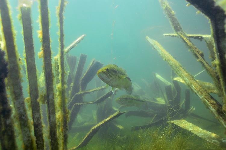 Fish Attractors Vs. Fish Habitat: What’s the Difference? - Fishiding ...
