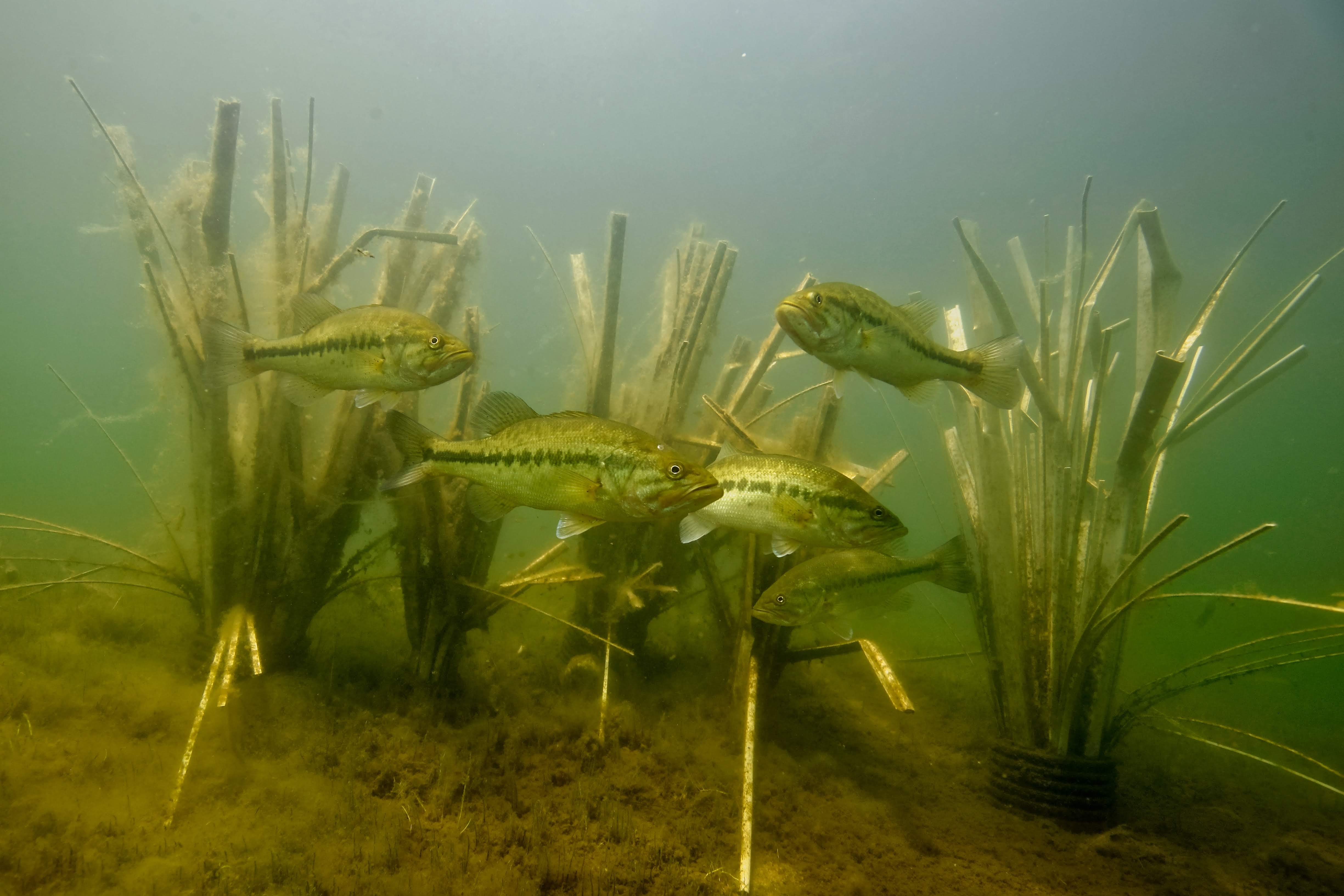 How Artificial Fish Habitats Increase Biodiversity in Freshwater ...