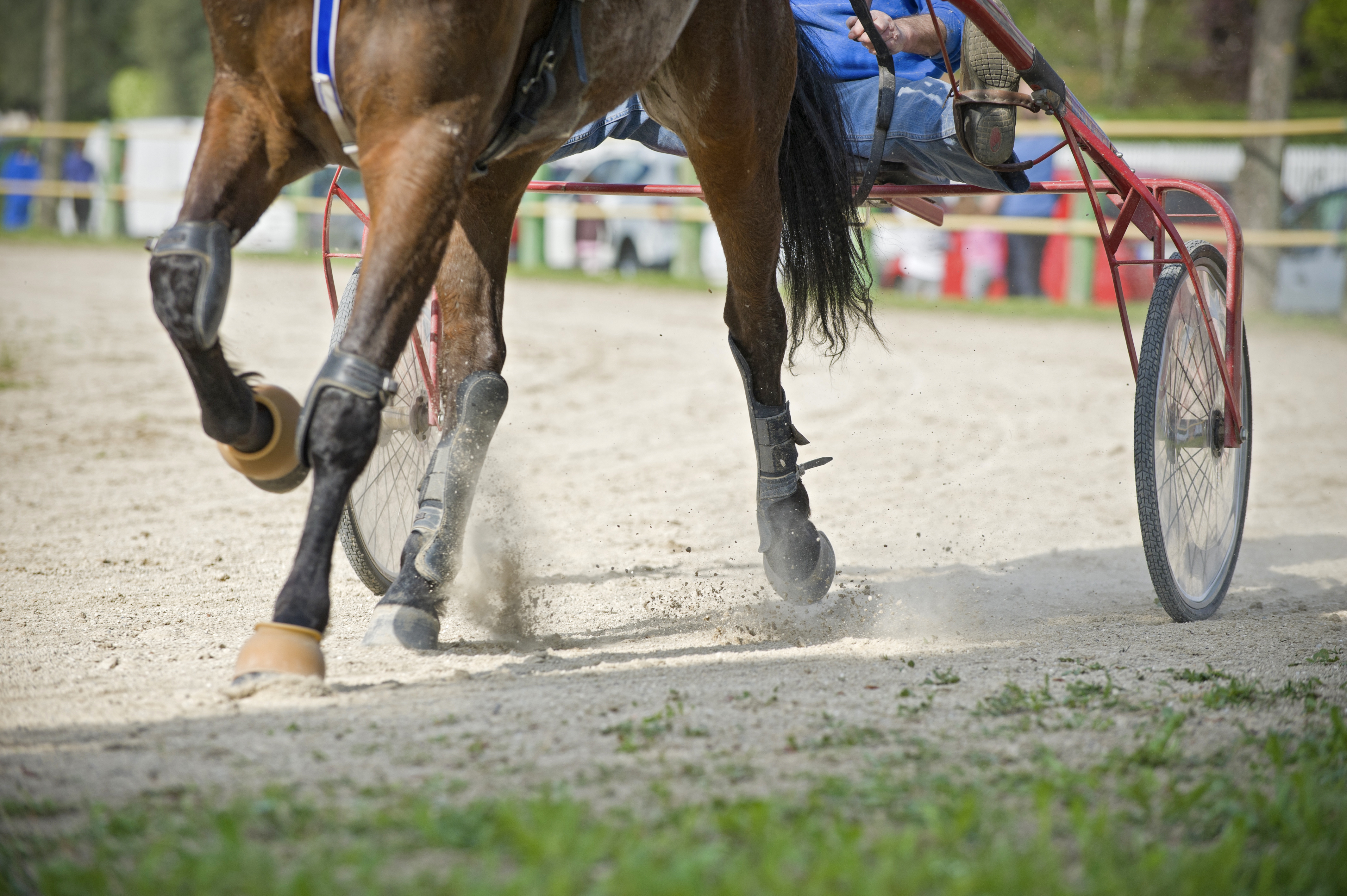 From Harness to Hack - Bitting the Standardbred After Racing - Bit Bank ...
