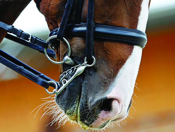 The Pelham bit- very common, very commonly blamed - Bit Bank Australia