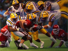 Reigning Tigers Limited Edition Prints by Daniel A. Moore