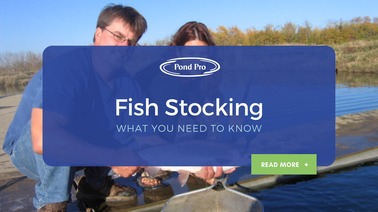 Fish Stocking - What you need to know! - Pond Pro Canada
