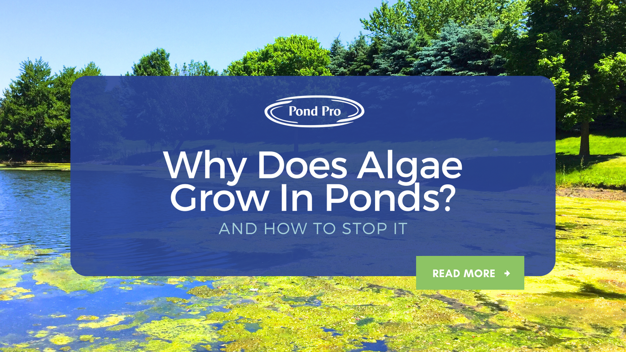 Why Does Algae Grow in Ponds? (And How to Stop It) - Pond Pro Canada