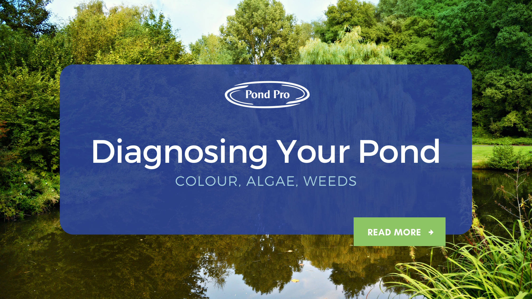 Diagnosing Your Pond: Colour, Algae, Weeds - Pond Pro Canada
