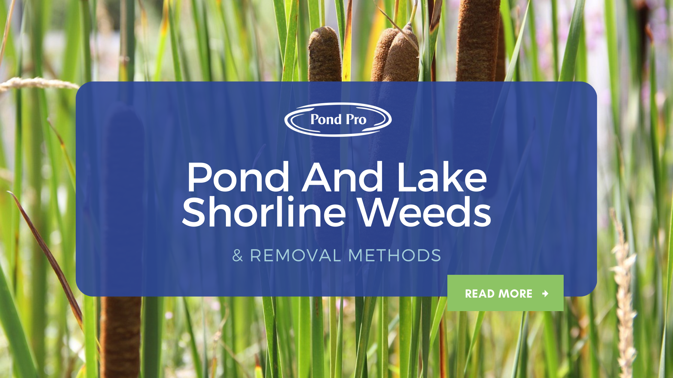 Pond & Lake Shoreline Weeds and Removal Methods - Pond Pro Canada