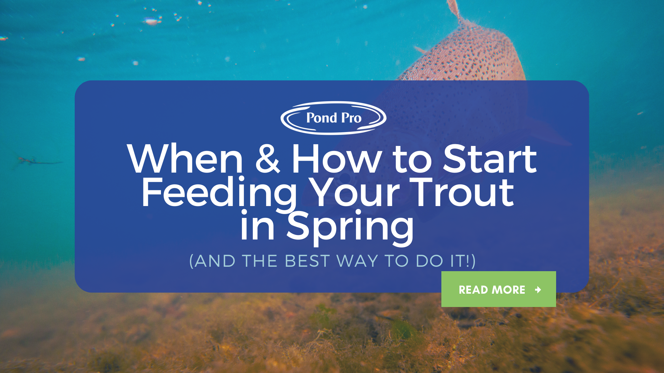 When and How to Start Feeding Your Trout in Spring (and the Best Way to ...