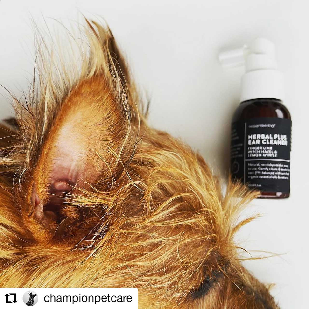 Natural Herbal Dog Ear Cleaner Australia for ear infections