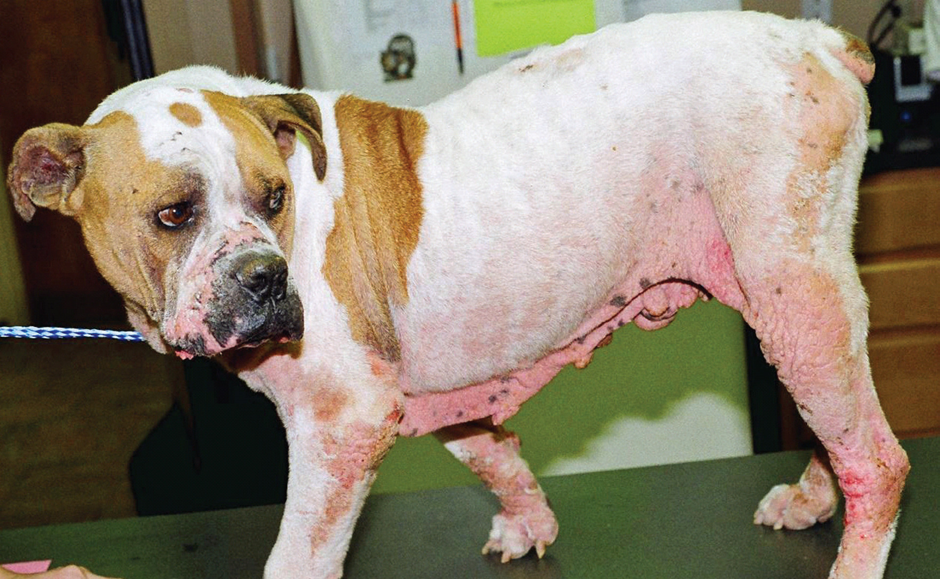 Canine Atopic Dermatitis - Essential Dog