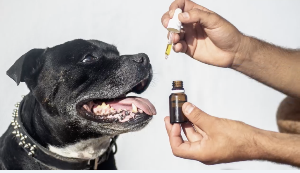 Six Reasons to Use Hemp Seed Oil for Dogs - Essential Dog