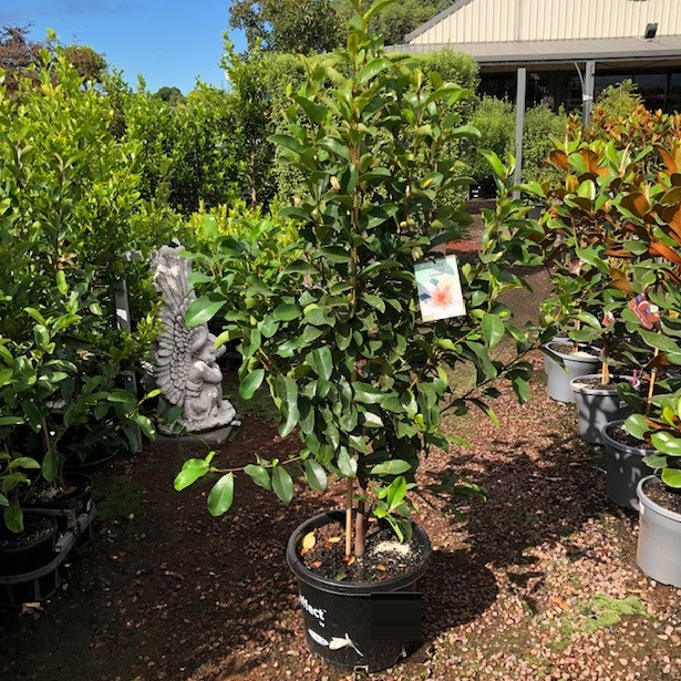 Magnolia - White Caviar