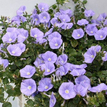 Convolvulus - Varieties