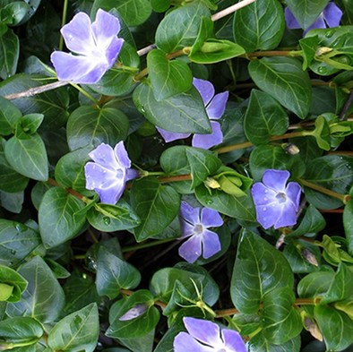 Vinca - Varieties