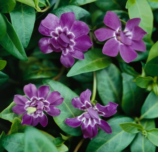 Vinca - Varieties