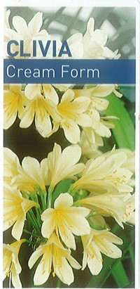 Clivia - Varieties