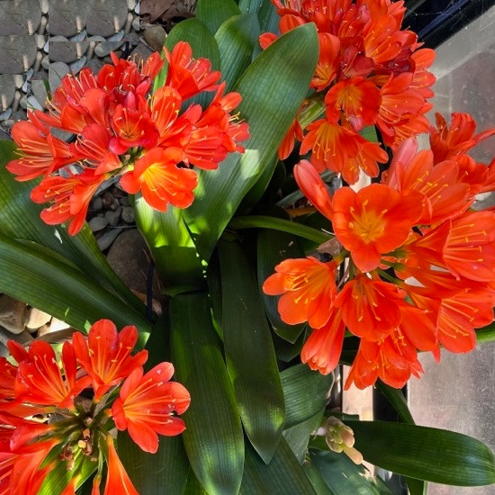 Clivia - Varieties