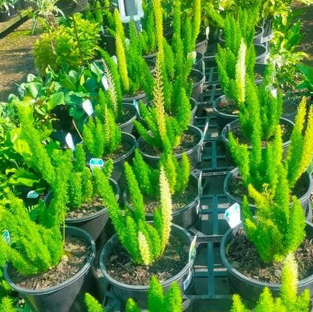 Asparagus Myersii - Foxtail Fern