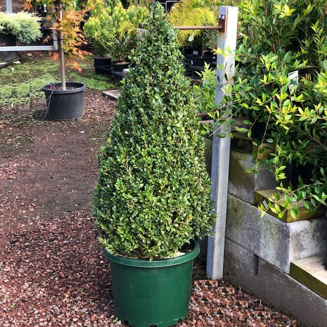 English Box Topiary