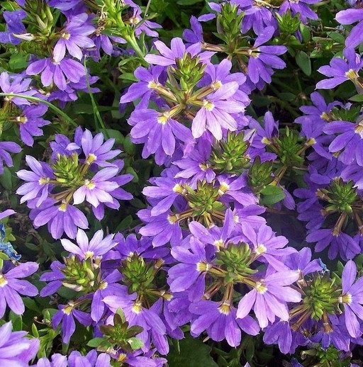 Scaevola varieties