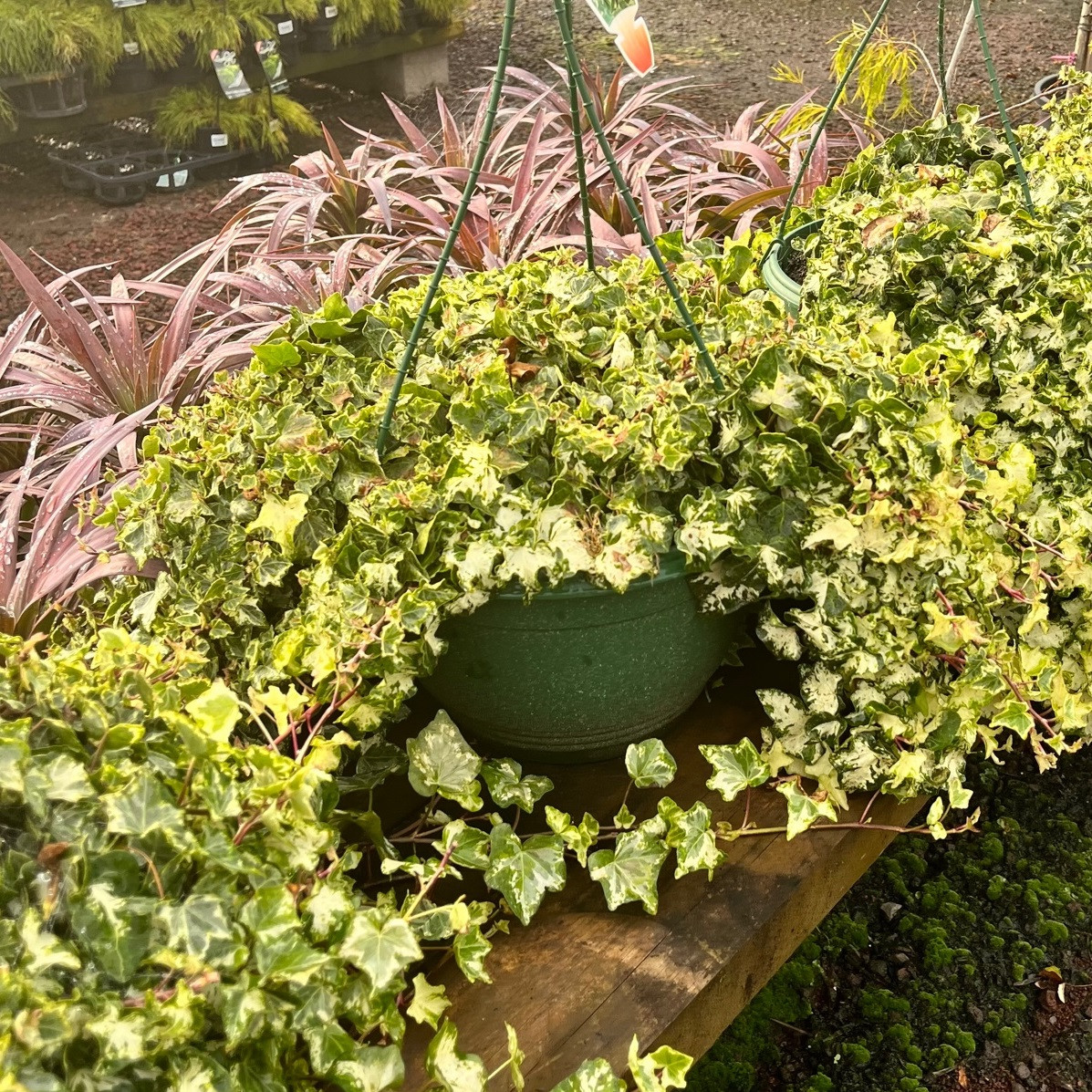 Ivy Hedera Helix