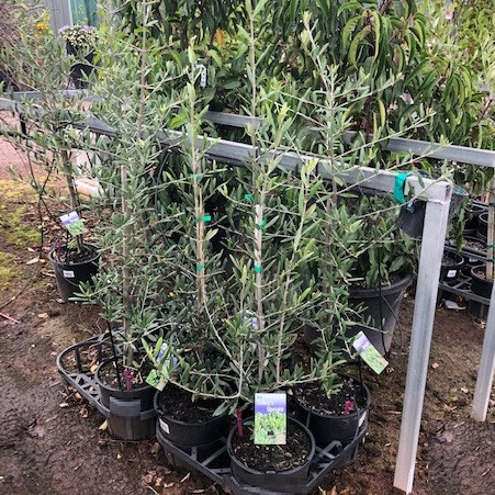 Olive - Tolley's Upright
