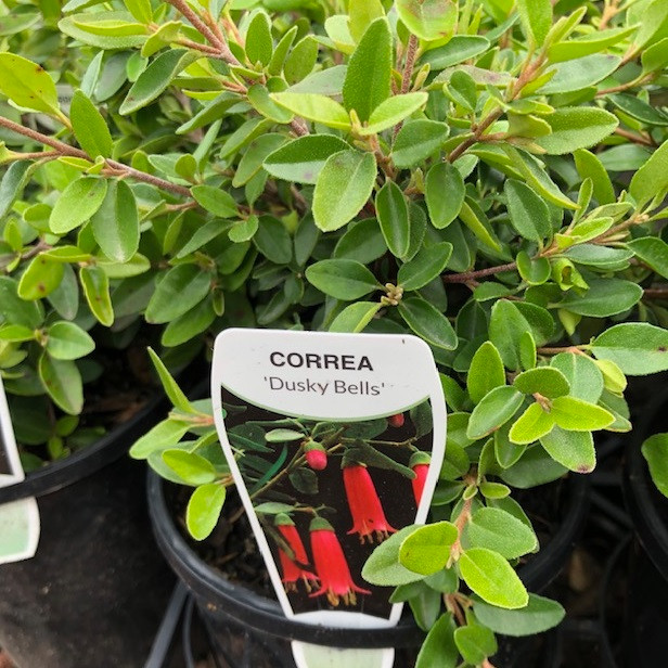 Correa - Dusky Bells