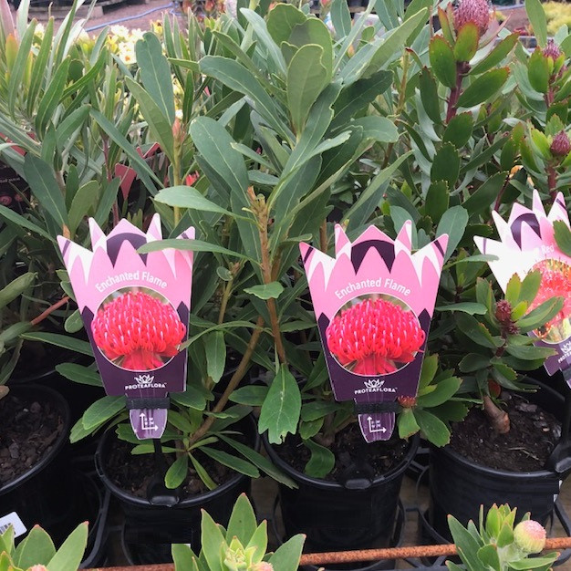 Leucadendron - Varieties