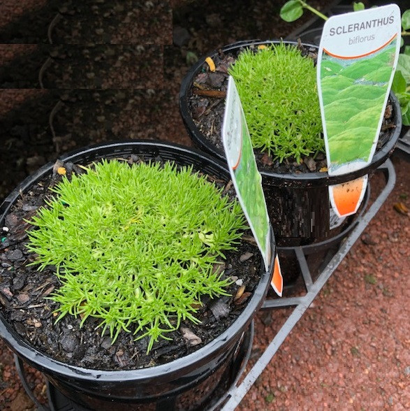 Scleranthus Biflorus - Lime Lava