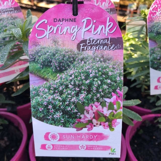 Daphne - Varieties