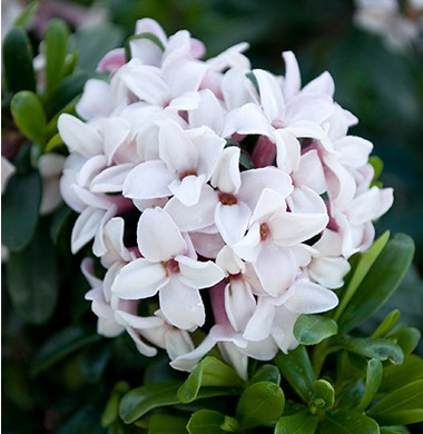 Daphne - Varieties