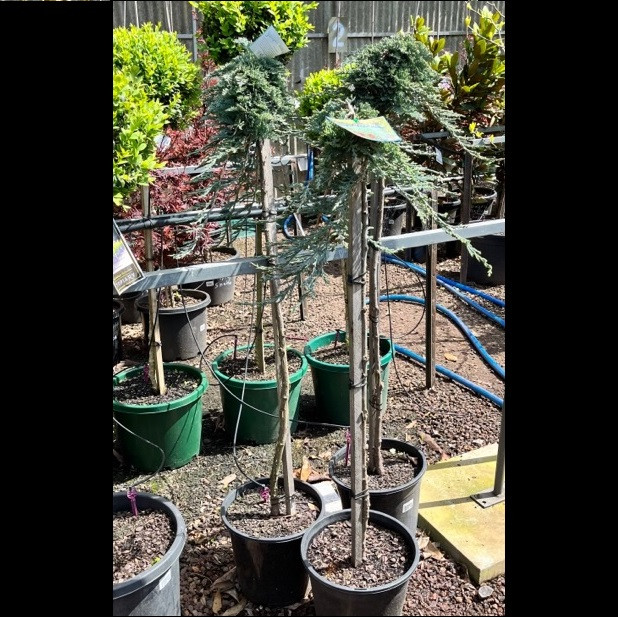 Juniperus - Horizontalis "Icee Blue" - Standard