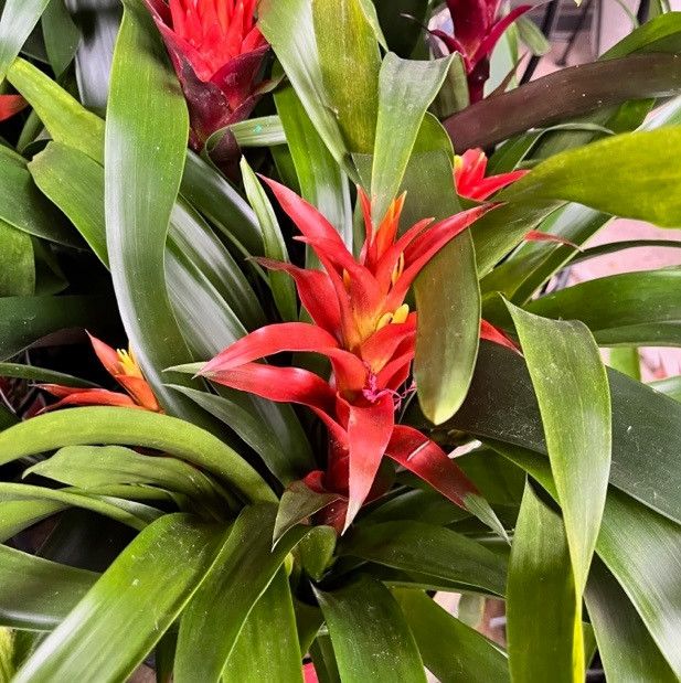 Bromeliad