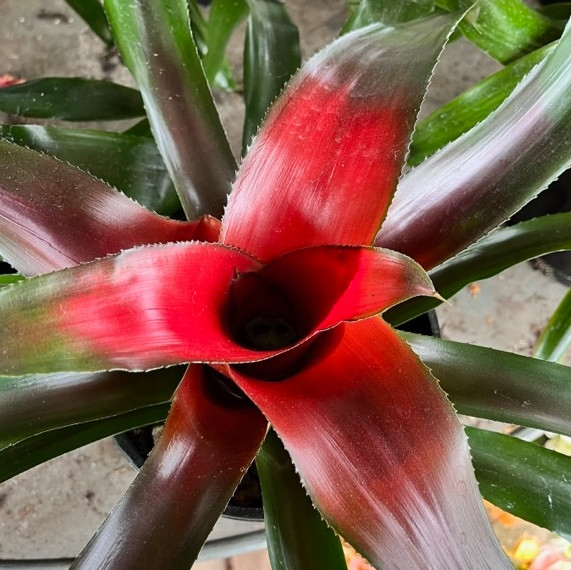 Bromeliad