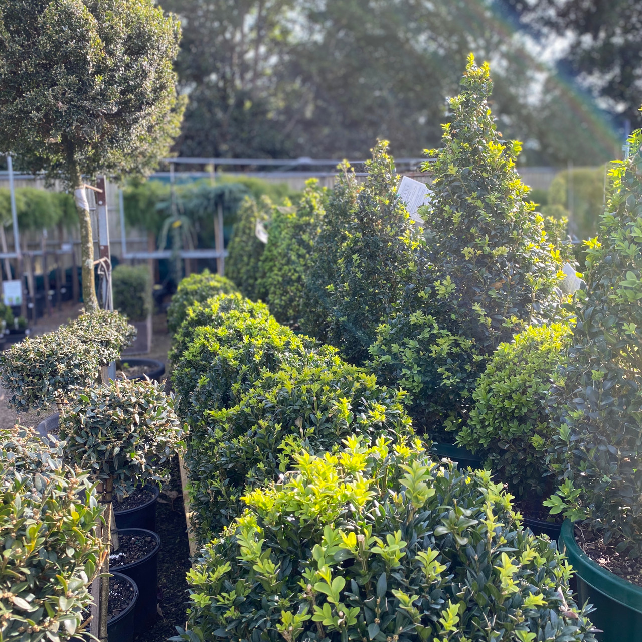 Buxus Sempervirens - English Box - Grow Master Heatherton