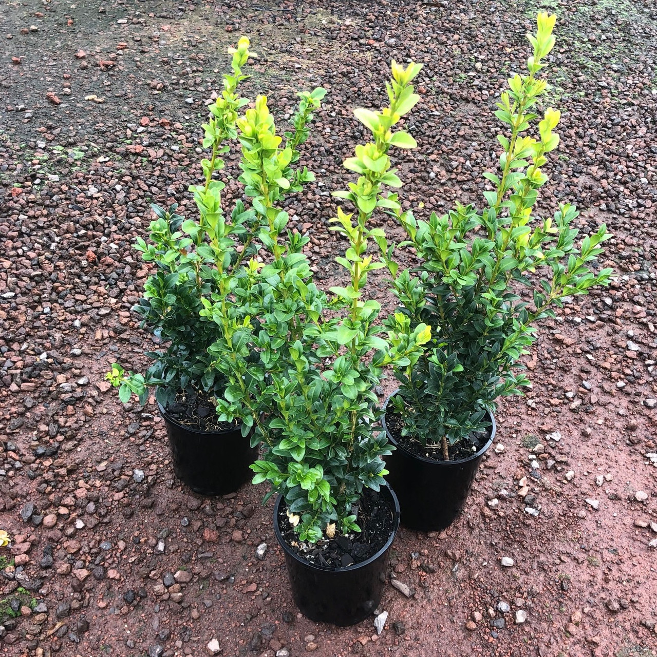 Buxus Sempervirens - English Box - Grow Master Heatherton
