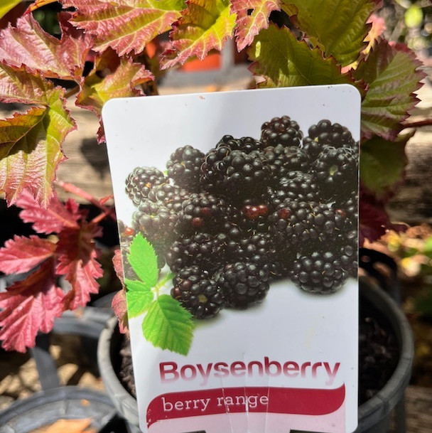 Boysenberry