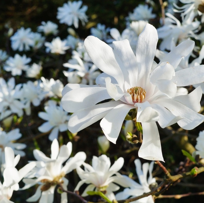 Magnolia - Royal Star