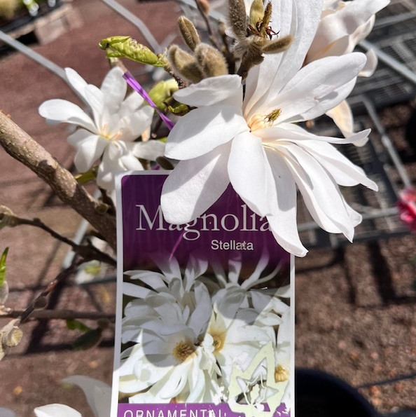Magnolia - Royal Star
